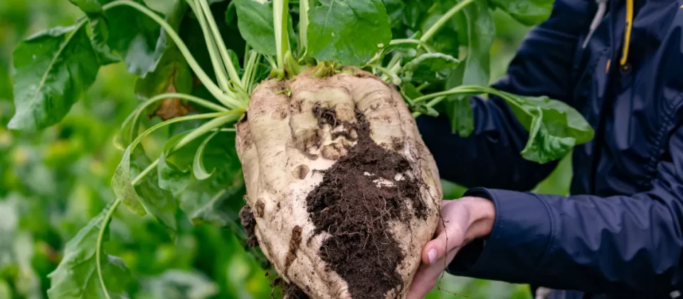 Cosun Beet Company | Cosun